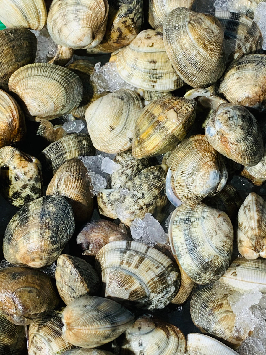 Fresh Palourde Clams – Tarbetts